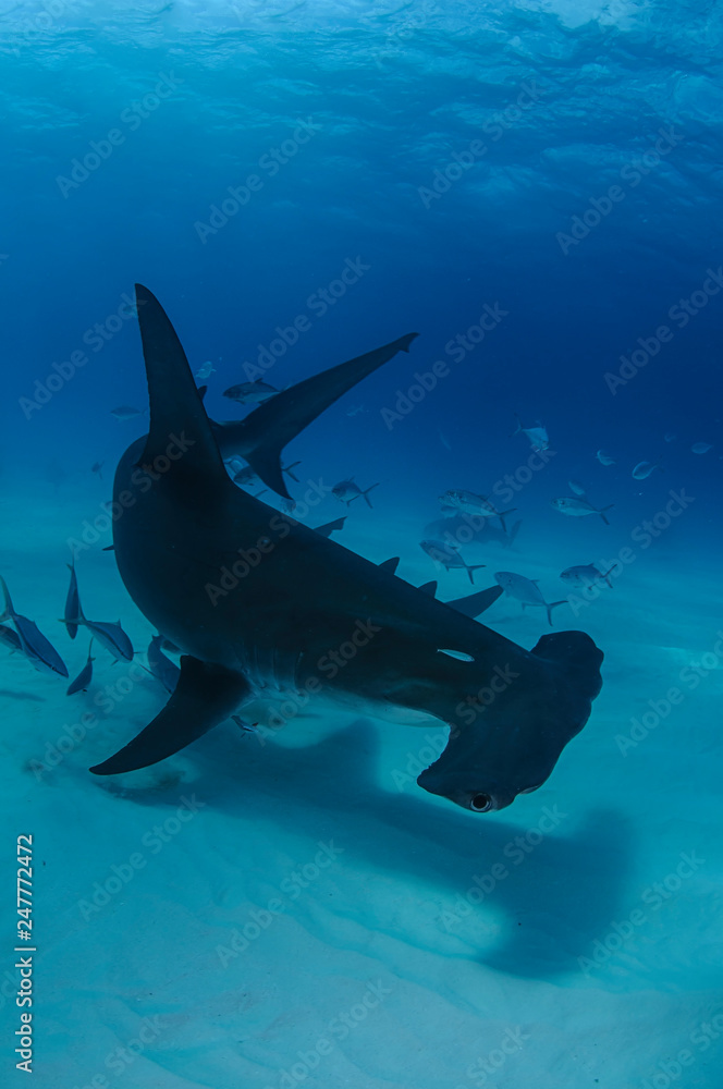 Great Hammerhead Shark Face of Bimini, Bahamas Stock Photo | Adobe Stock