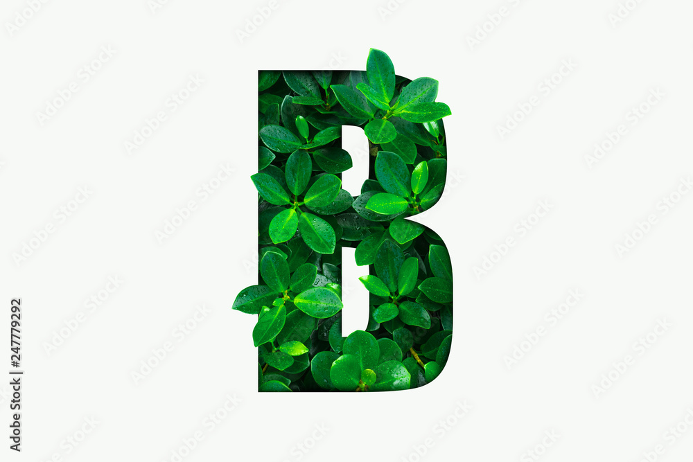 Nature concept alphabet of green leaves in alphabet letter B Stock ...