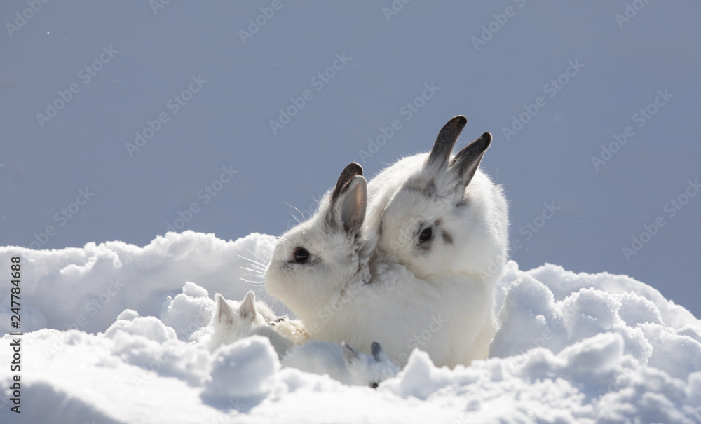rabbit family, cute white rabbits in the snow Stock Photo | Adobe Stock