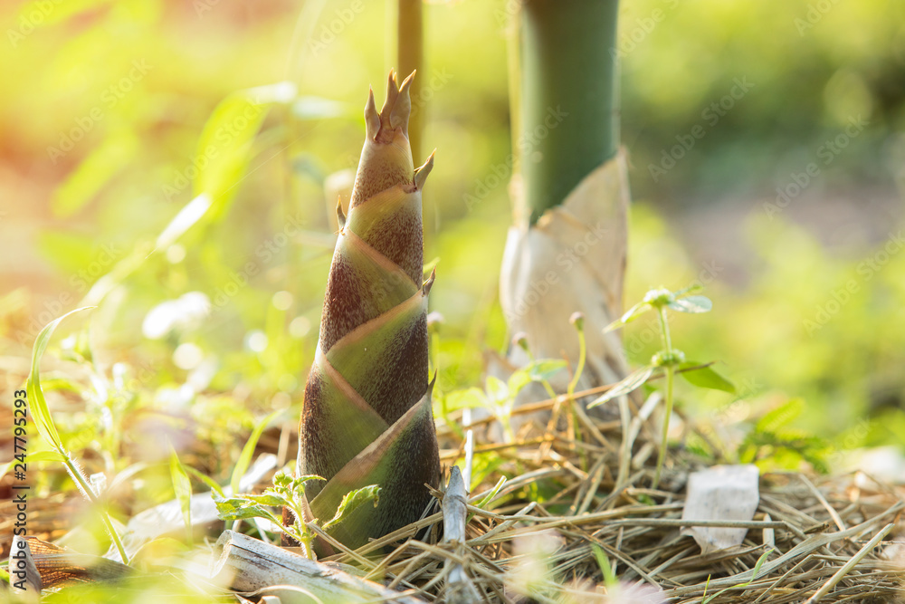 Bamboo shoot, Bamboo sprout,New born bamboo,Bamboo shoots grown on ...