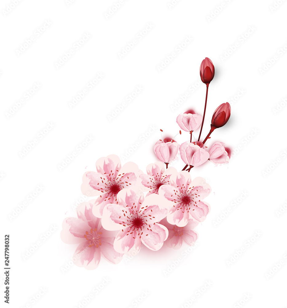 vector cherry blossoms sakura flowers isolated on white background ...