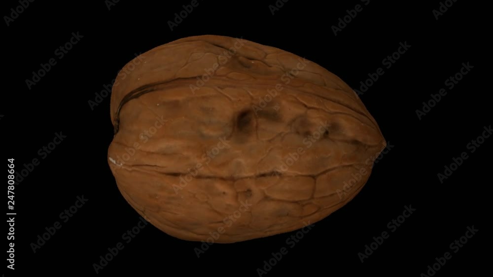 Realistic render of a rotating walnut on transparent background (with ...