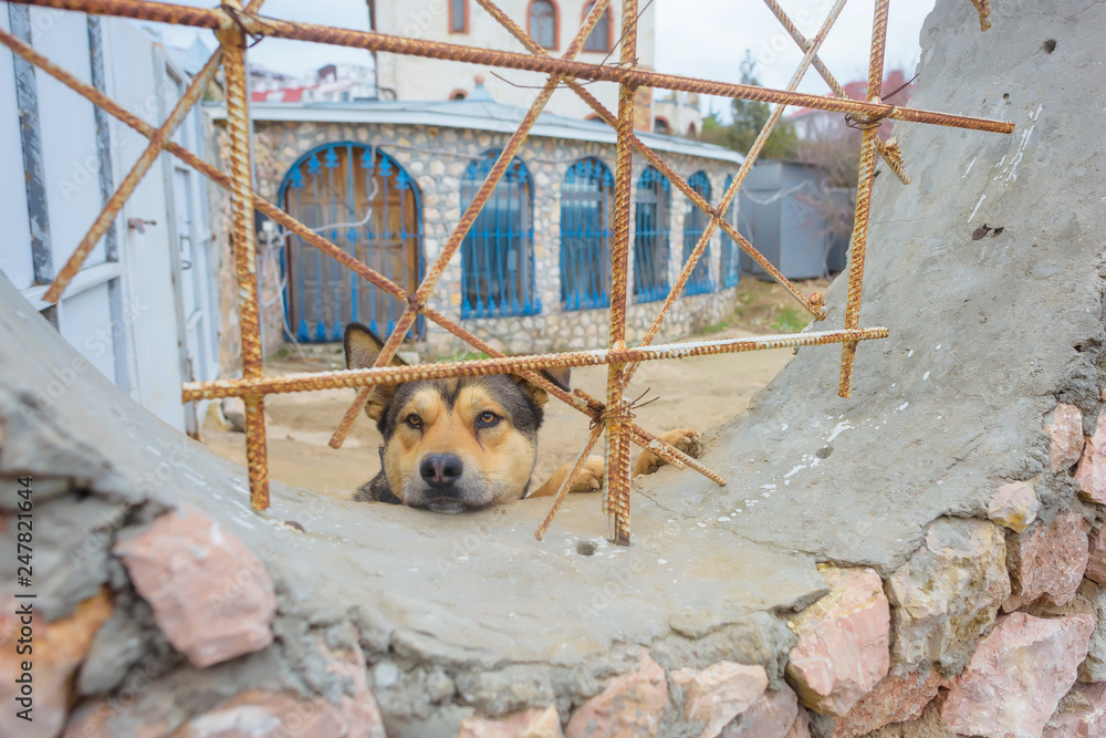The dog is brown. Stray dog. Stone fence.Stone wall texture. fence ...