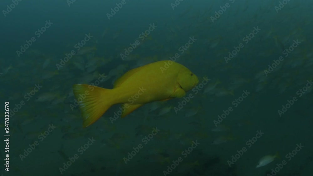 Leopard grouper (Mycteroperca rosacea) in the coral formation, from the ...