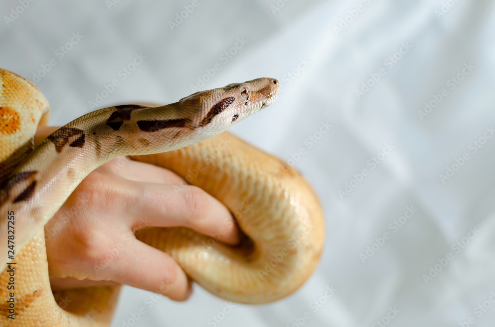 Boa constrictor imperator salmon. Exotic animals in the human ...