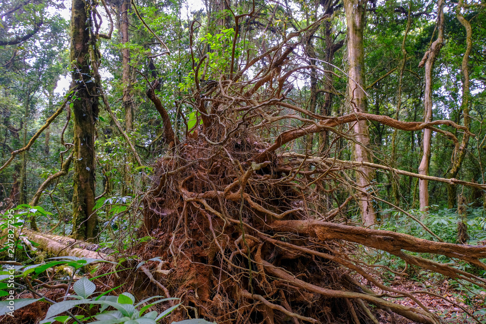 Root of the giant fallen tree in tropical rainforest Chiang mai ...