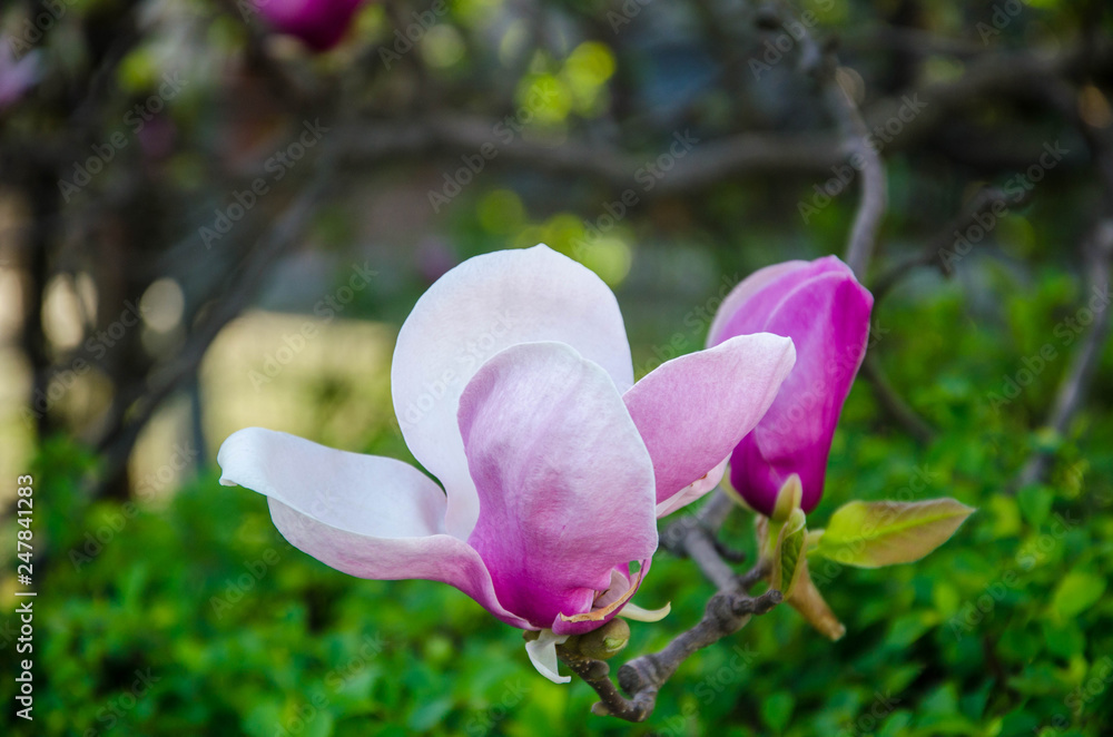 Magnolia. A very beautiful flowering magnolia tree. spring flowers ...