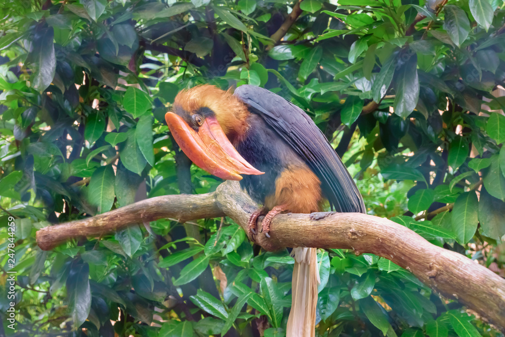 Rufous hornbill, Buceros hydrocorax, Philippine hornbill, kalaw on the ...