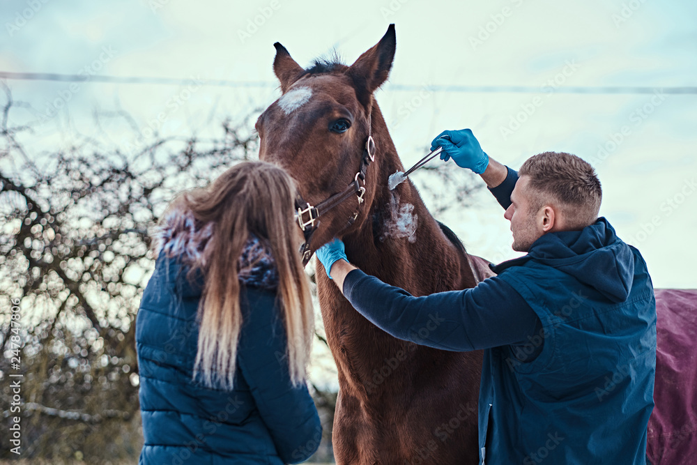 Veterinary man with his assistant treating a brown purebred horse ...
