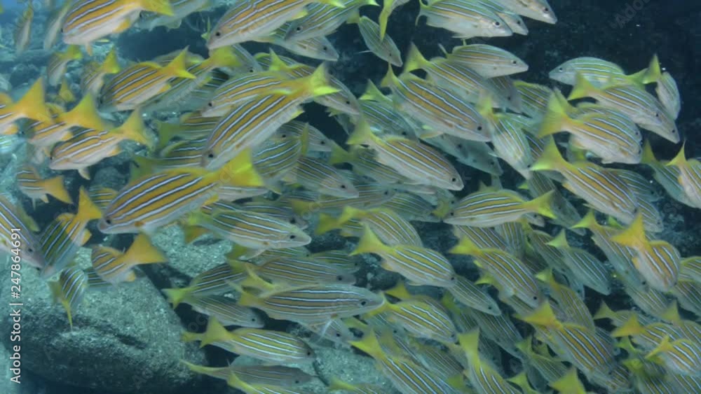 Blue and golden snapper (Lutjanus viridis), in a school in reefs of the ...