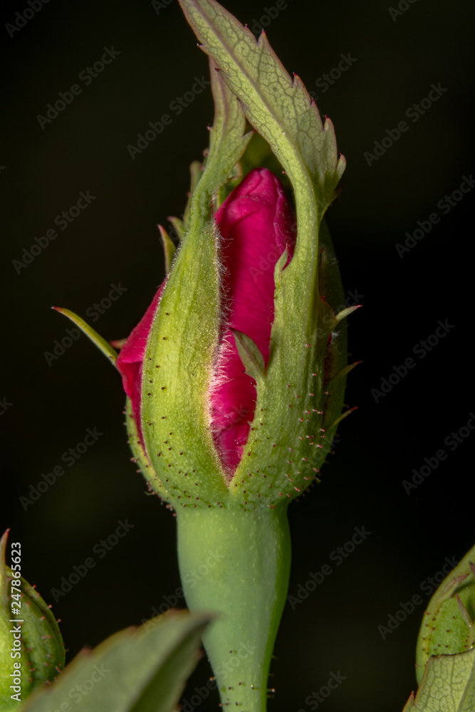 Red rose bud with a beautiful black background to make it pop. Red rose ...