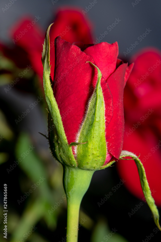 Red rose bud with bokeh of red roses in the background. Red rose bud ...