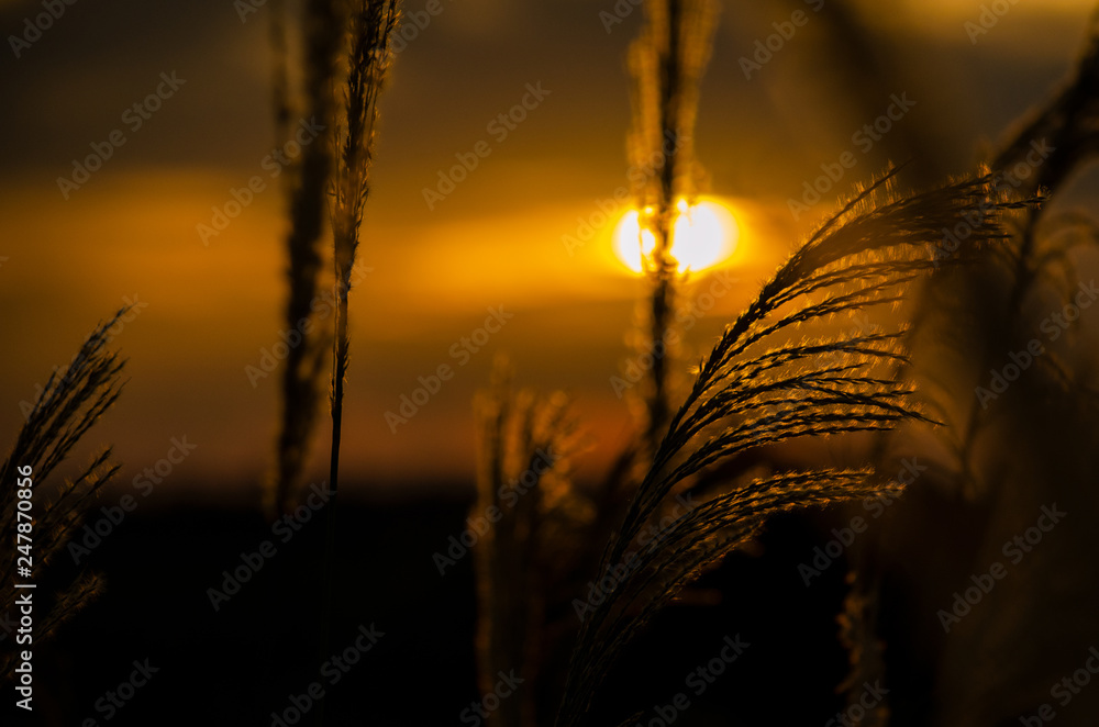 sol Stock Photo | Adobe Stock