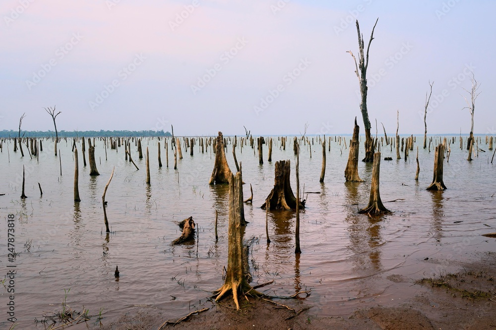Dead, weathered trees in the Itaipu reservoir, biological reserve Tati ...