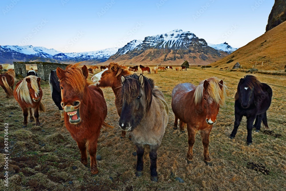 Islandic horses, ponies at Vik, Island Stock Photo | Adobe Stock