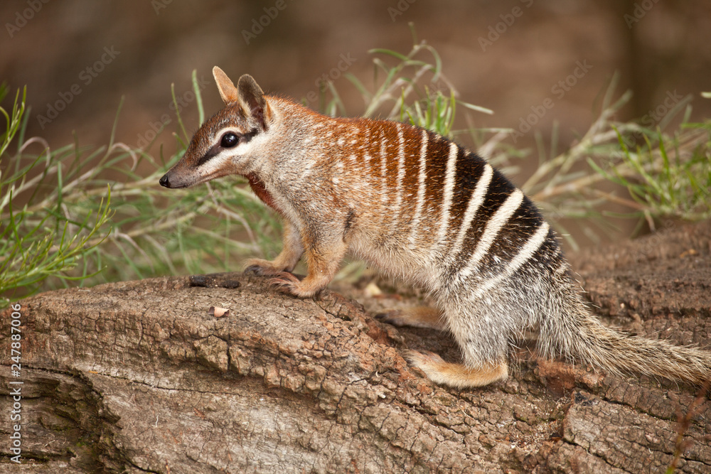 numbat, an emblem of western australia Stock Photo | Adobe Stock