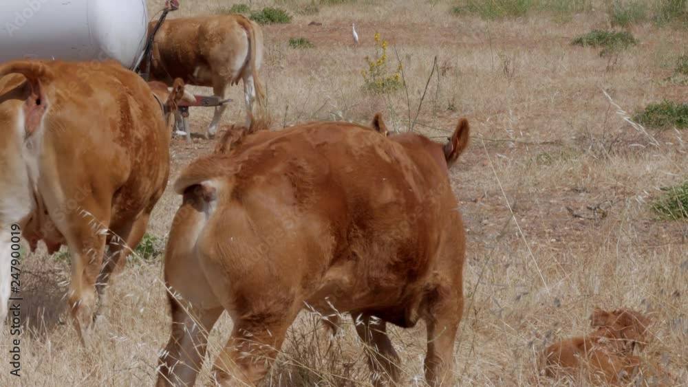 A calf standing up on it's feet while a friendly cow is pooping ahead ...