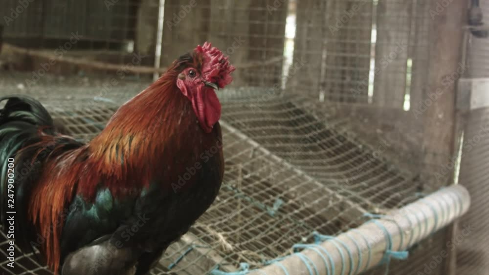 Rooster in the stables at a farm. Camera: Blackmagic Micro Cinema ...