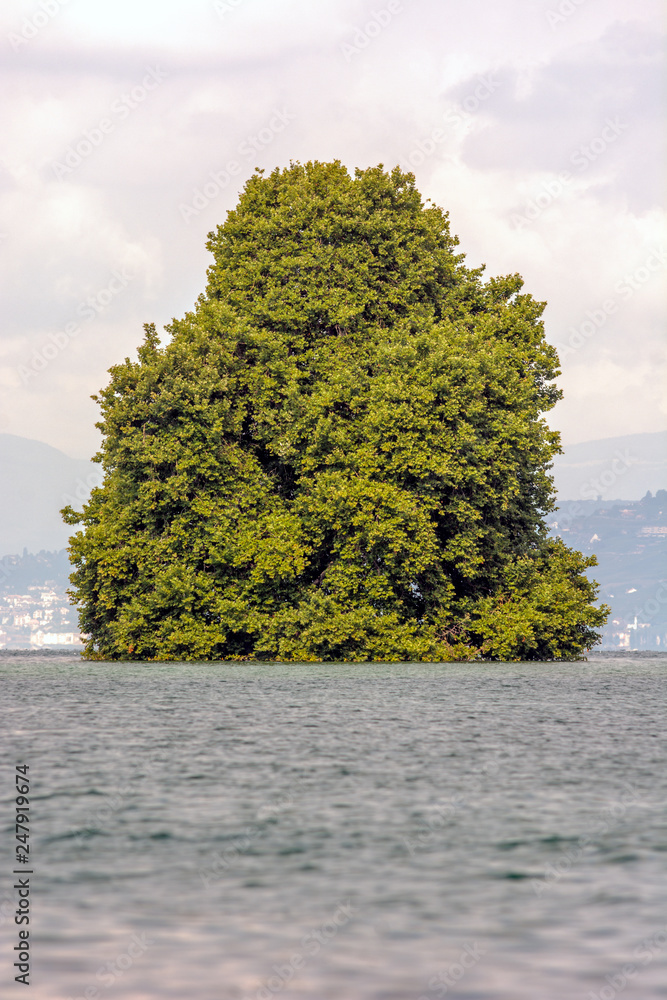 Arbre sur le lac Léman Stock Photo | Adobe Stock