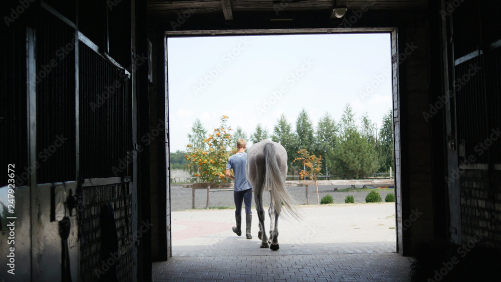 Young jockey walking with a horse out of a stable. Man leading equine ...