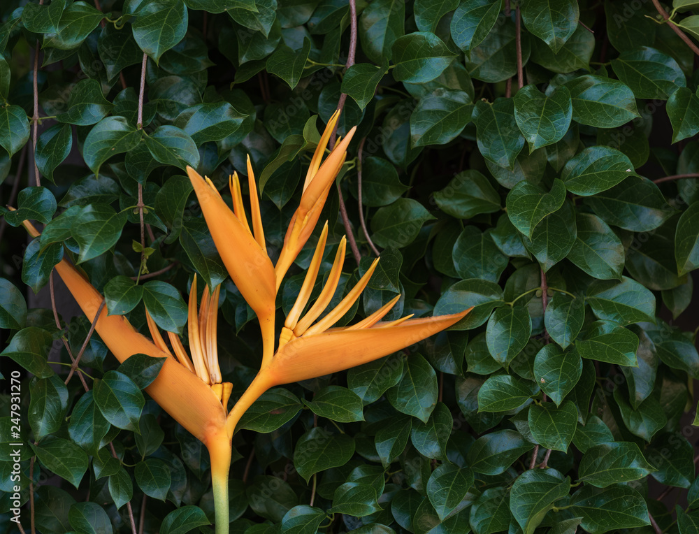 Exotic yellow Heliconia psittacorum ,Golden Torch, flowers with healthy ...