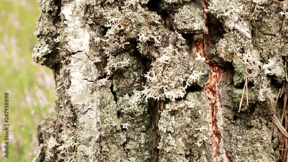 Iceland moss (Cetraria islandica, Lichen islandicus) is a lichen ...