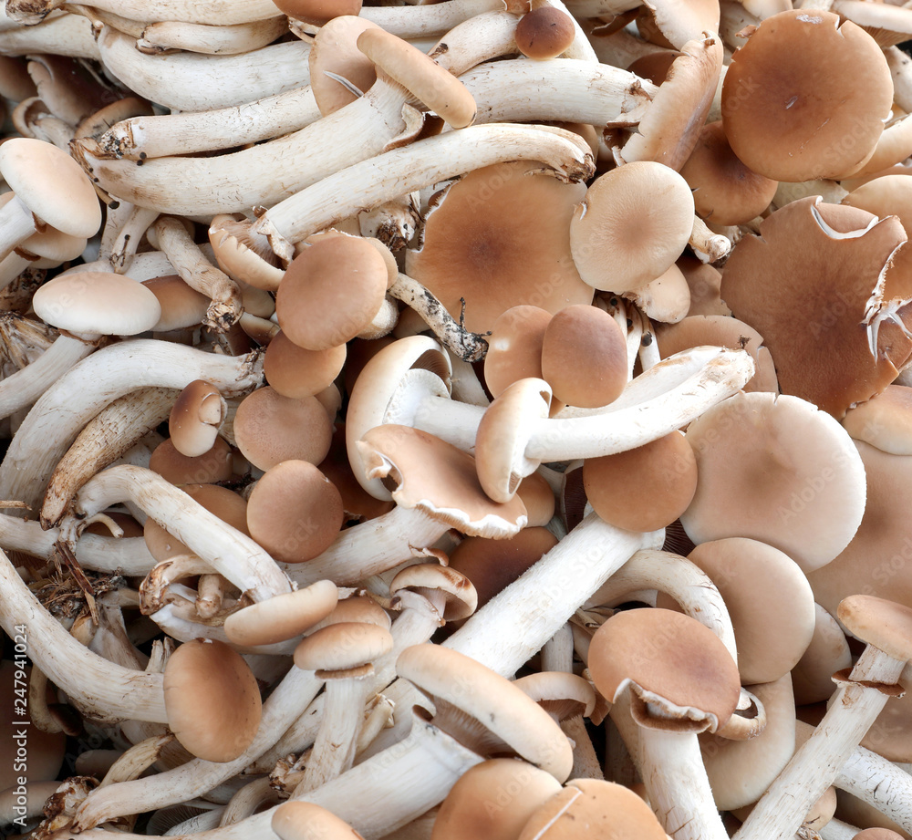 mushrooms called Cyclocybe aegerita also called poplars or velve Stock ...