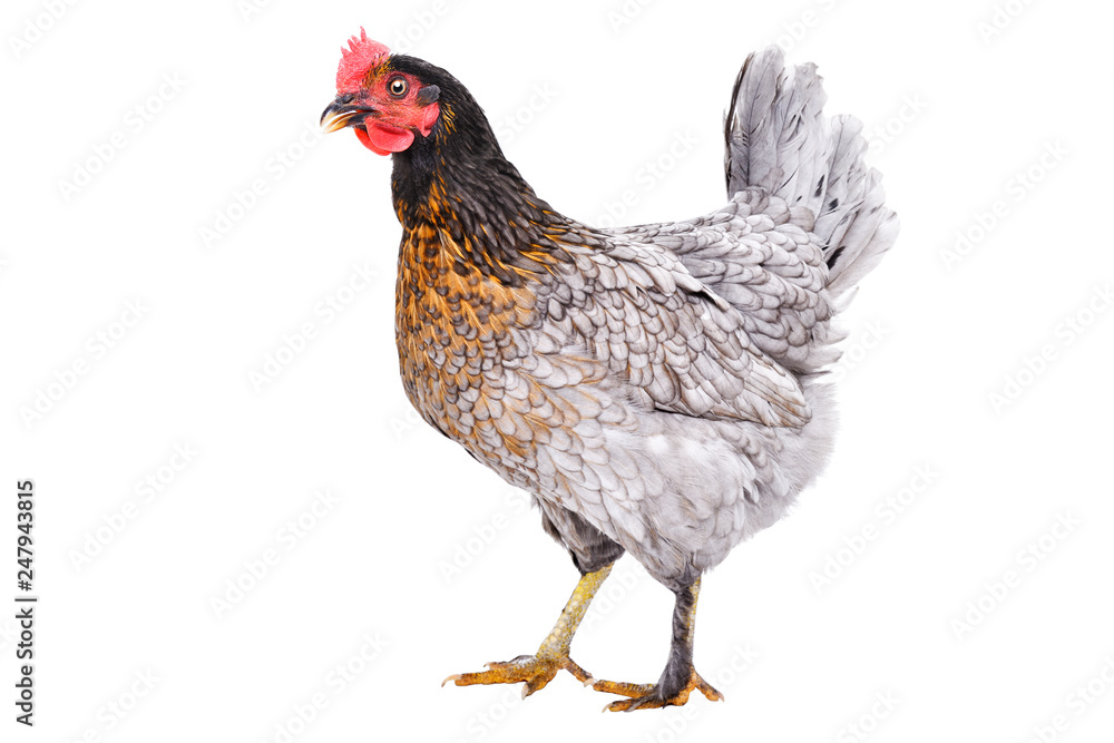 Gray chicken, side view, isolated on white background Stock Photo ...