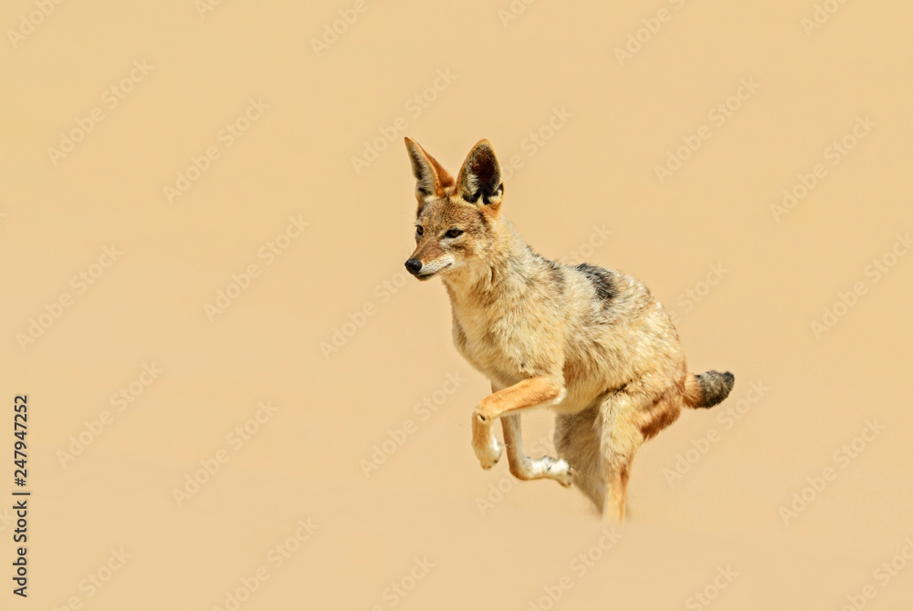 Black-backed Jackal - Canis mesomelas, beautiful young jackal posting ...