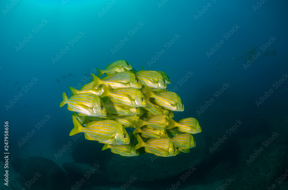 Panamic porkfish (Anisotremus taeniatus),colorful yellow fish in a ...