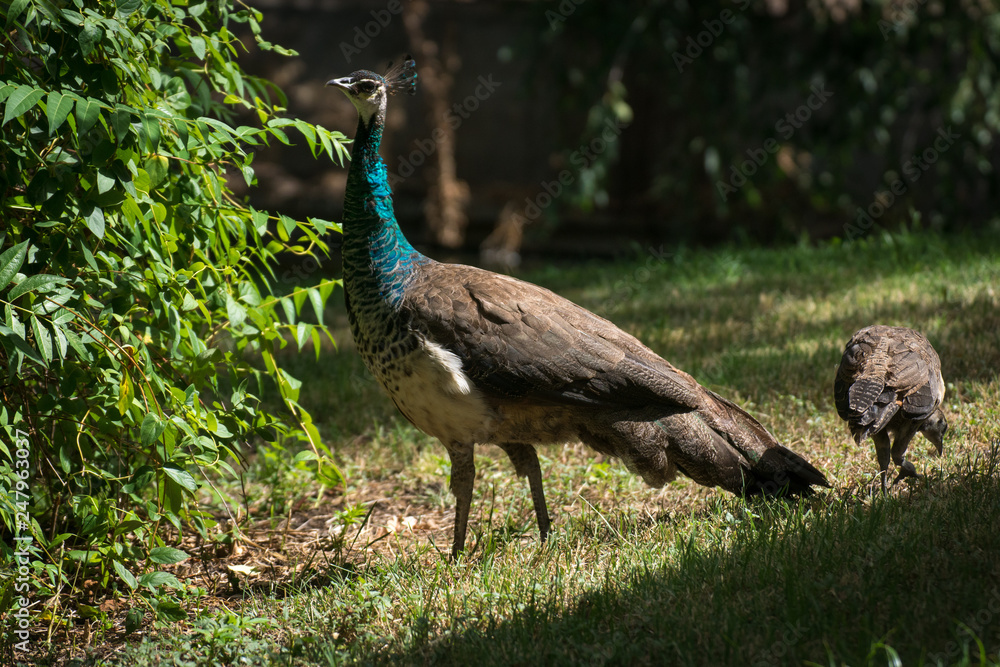 Pavo Real Hembra