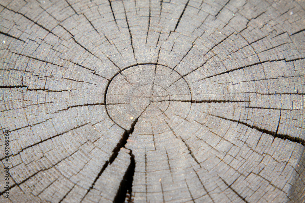 Black sleeper cross-section texture Stock Photo | Adobe Stock