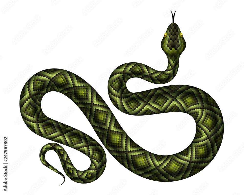 Realistic green python vector illustration. Isolated tropical snake on ...