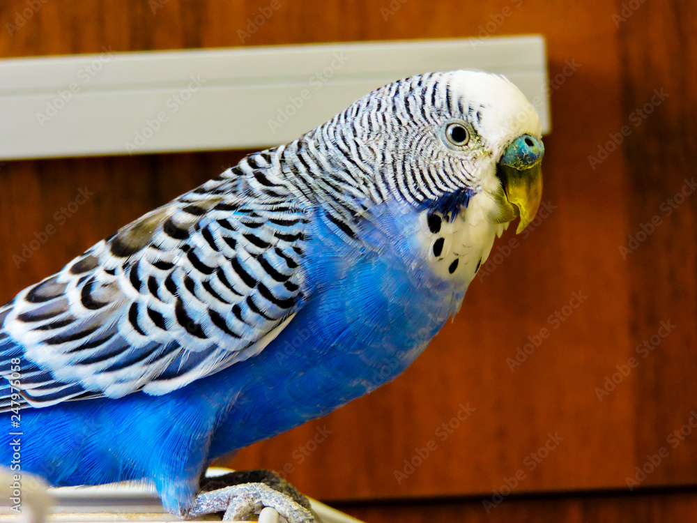 Blue Budgerigar on brown background. blue budgie close up shot ...