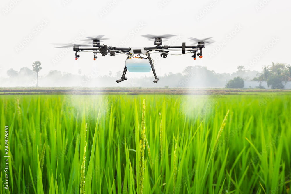 Agriculture drone fly to sprayed fertilizer on the rice fields, Smart ...