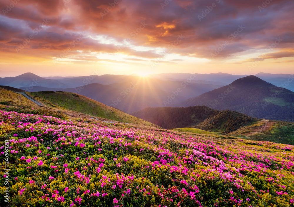Mountains during flowers blossom and sunrise. Flowers on the mountain ...