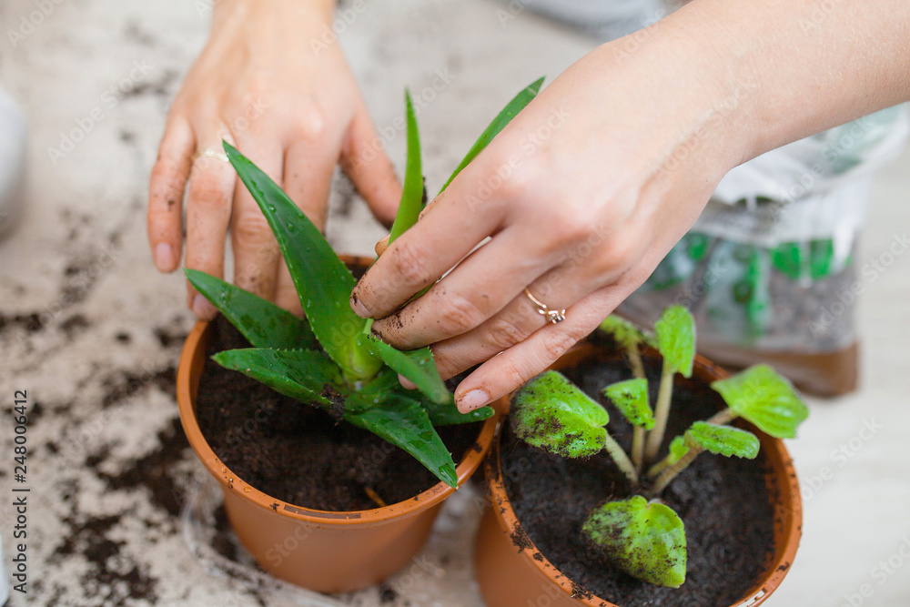 girl with bare hands digging in the ground. planting indoor plants ...