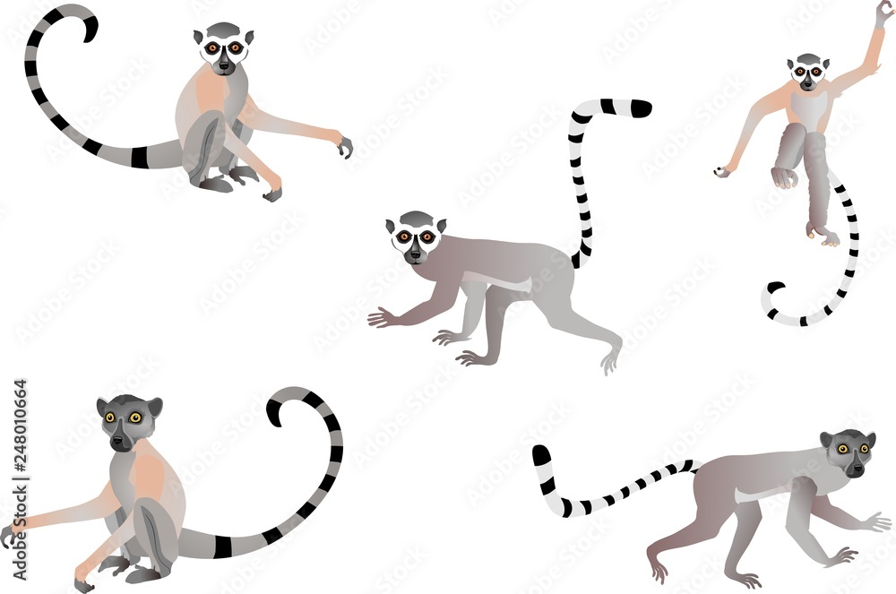 Set of lemurs in different poses isolated on white vector illustration ...