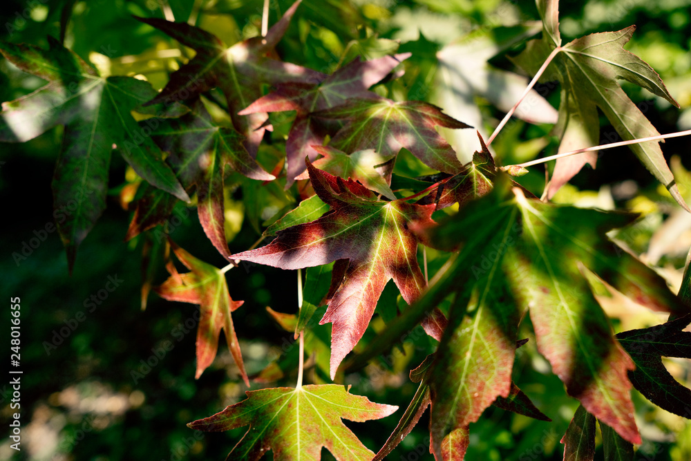 Liquidambar Styraciflua Amberboom 1 Heester Arbre Sweetgum (Liquidambar styraciflua)