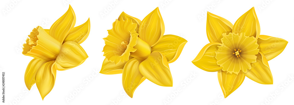 Yellow daffodil flower set for spring in different positions, isolated ...