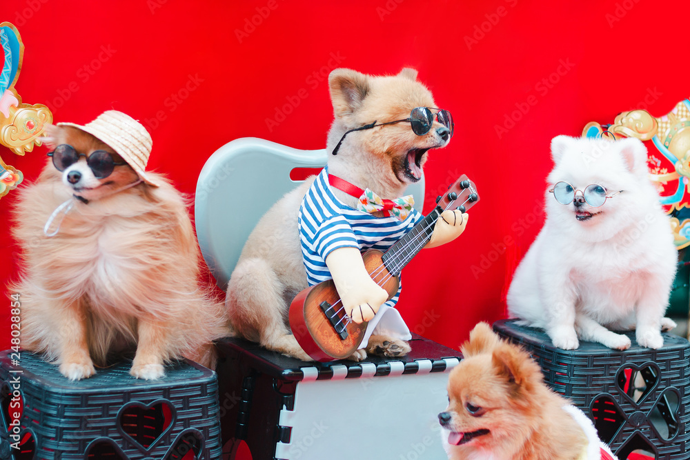 Funny dogs wearing sunglasses sitting on chair. they sing a song and ...