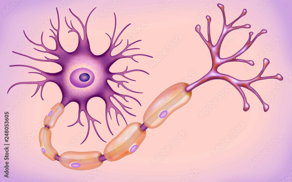Anatomía de una neurona. ilustração do Stock | Adobe Stock