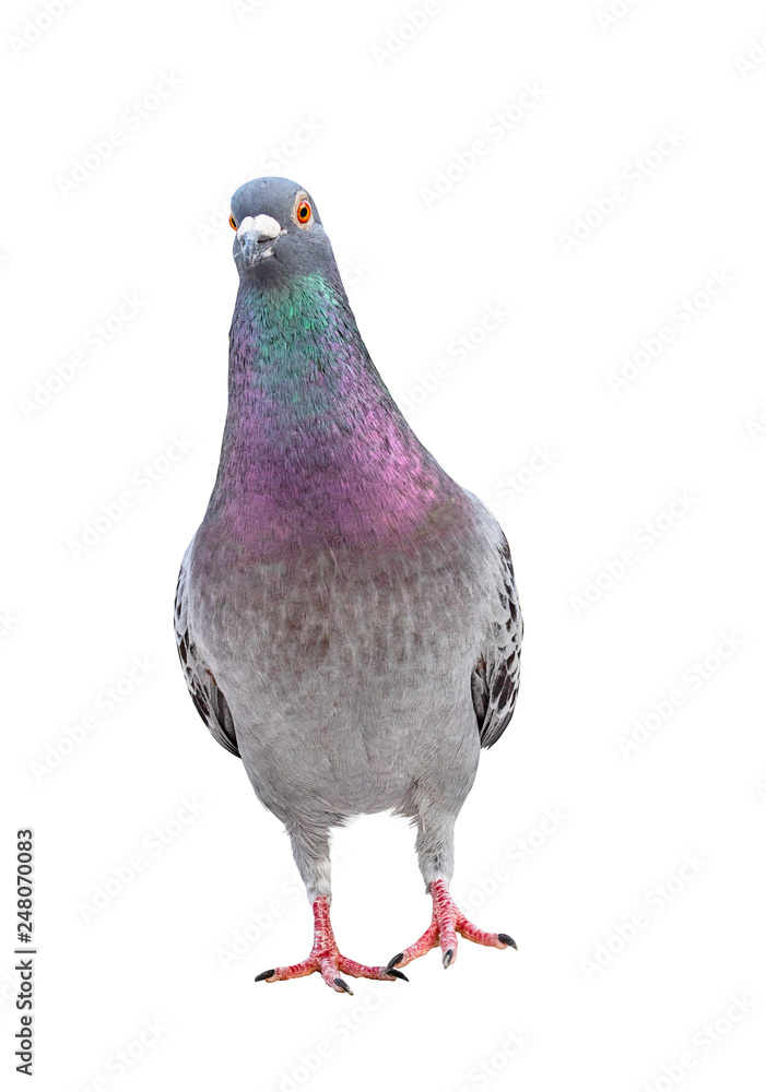 full body of front view homing pigeon bird standing isolated white ...