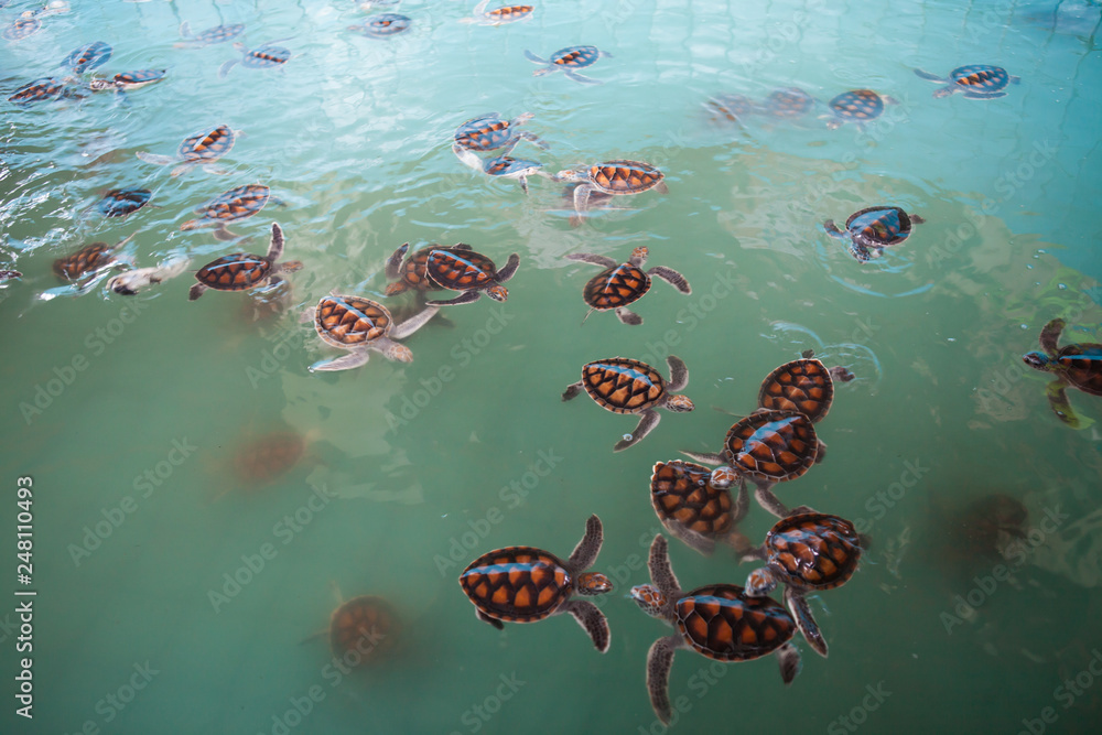 a pool of baby sea turtles all together swimming in water in a turtle ...