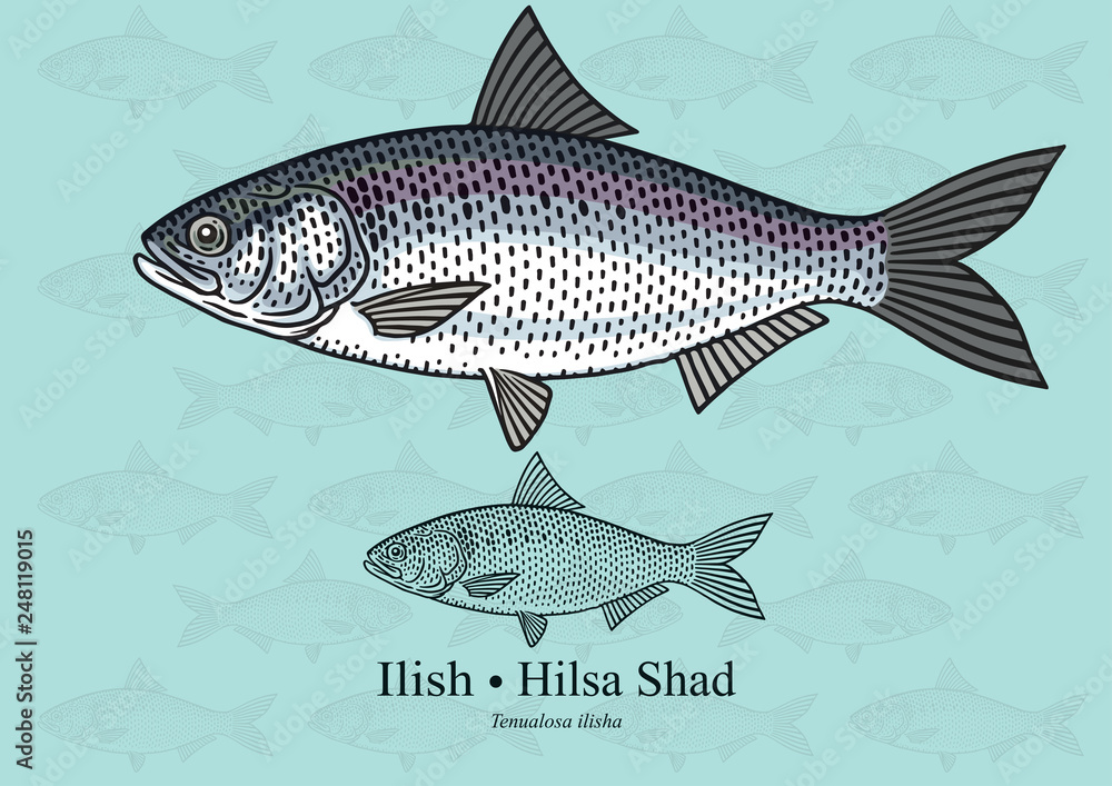 Hilsa Shad, Ilish. Vector illustration with refined details and ...