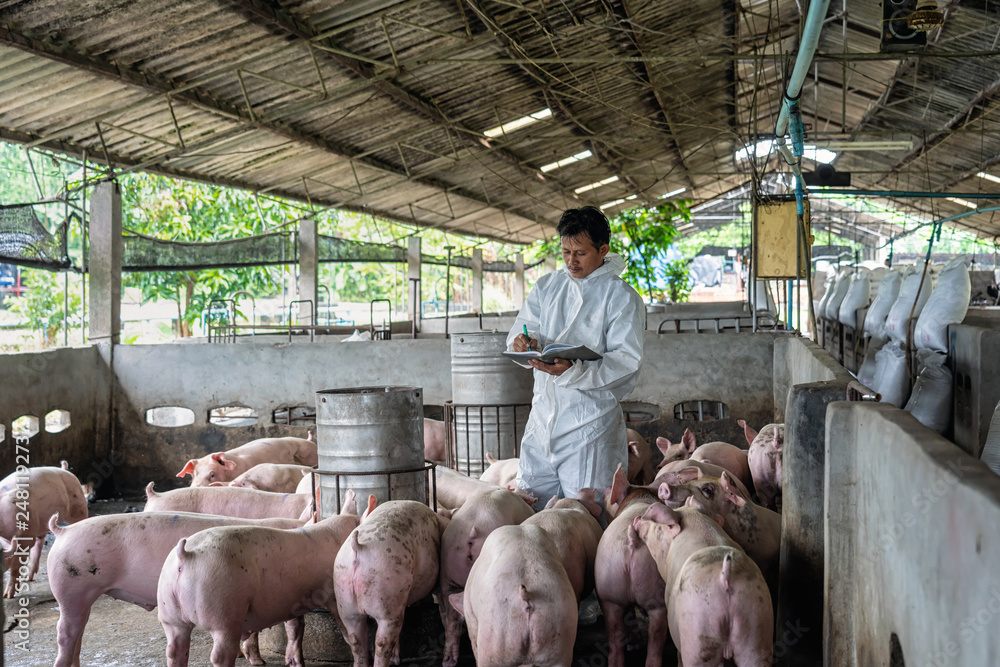 Asian veterinarian working and checking the pig in hog farms, animal ...