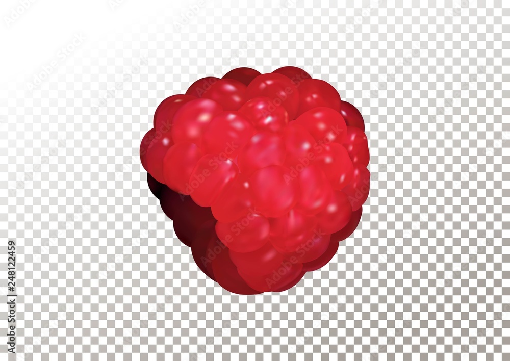 Vector illustration of ripe realistic raspberry on transparent ...