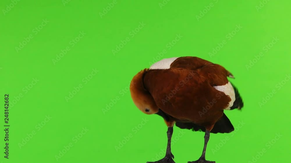 male Beautiful bright red duck (Ogar) rotates and flaps its wings ...
