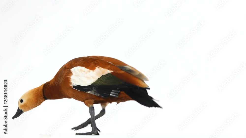 male Beautiful bright red duck (Ogar) moves around the screen, isolated ...