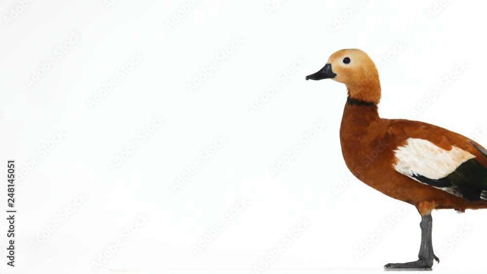 male Beautiful bright red duck (Ogar) moves around the screen, isolated ...